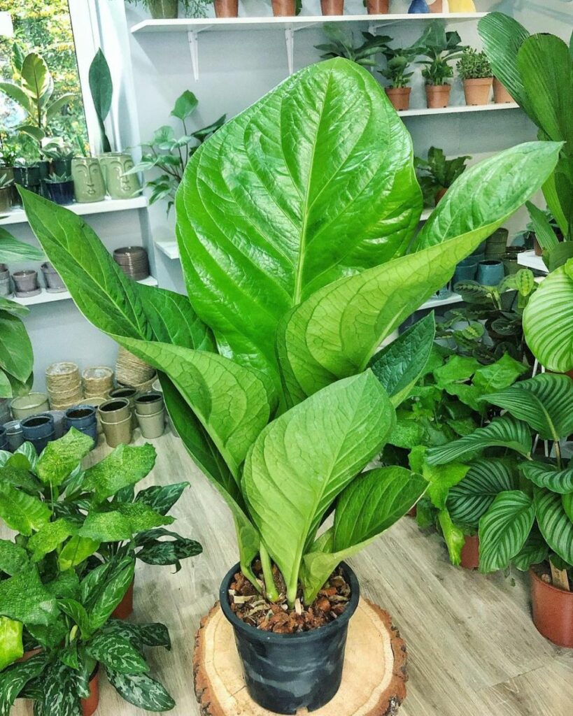 10 Jenis Tanaman Hias Daun: Menghijaukan Ruangan dengan Keindahan