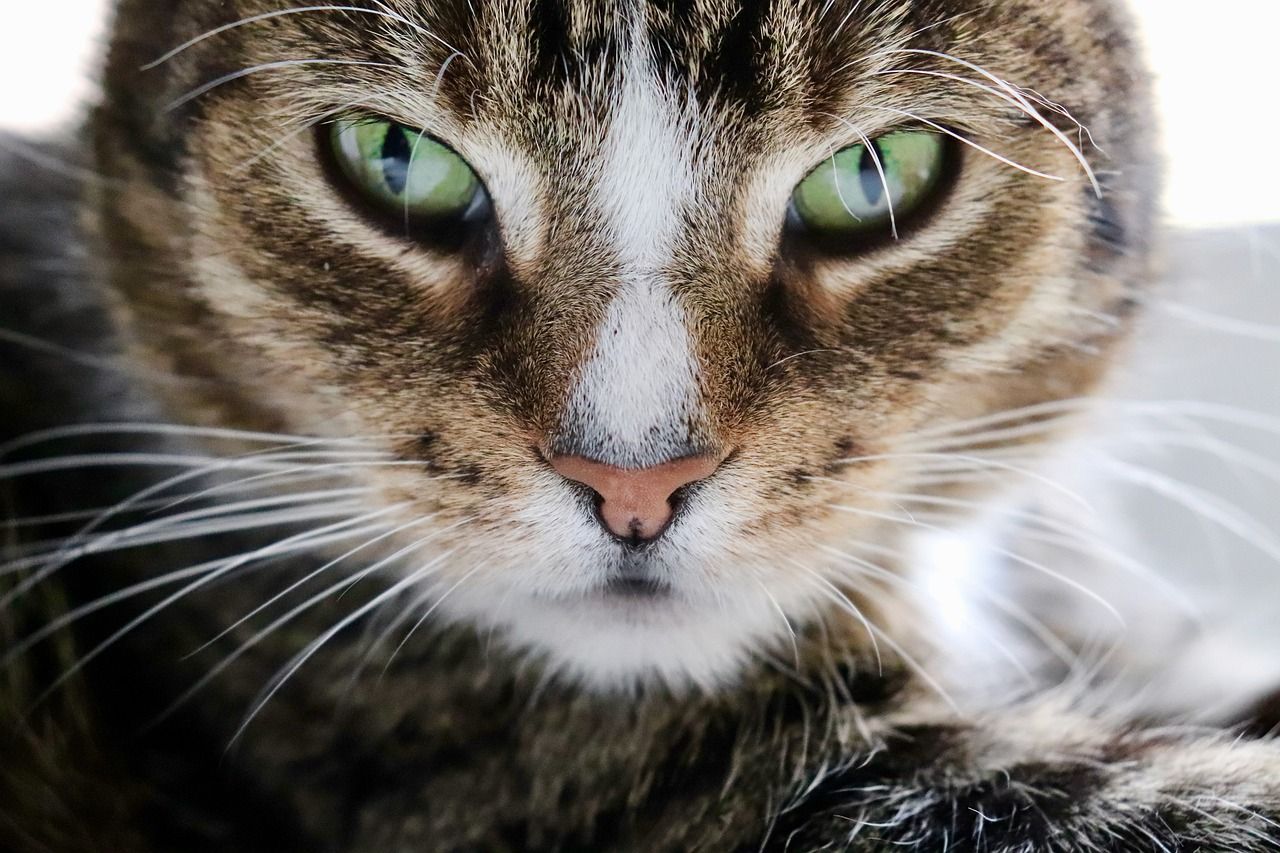 Arti Mimpi Digigit Kucing Di Tangan Kanan Menurut Islam