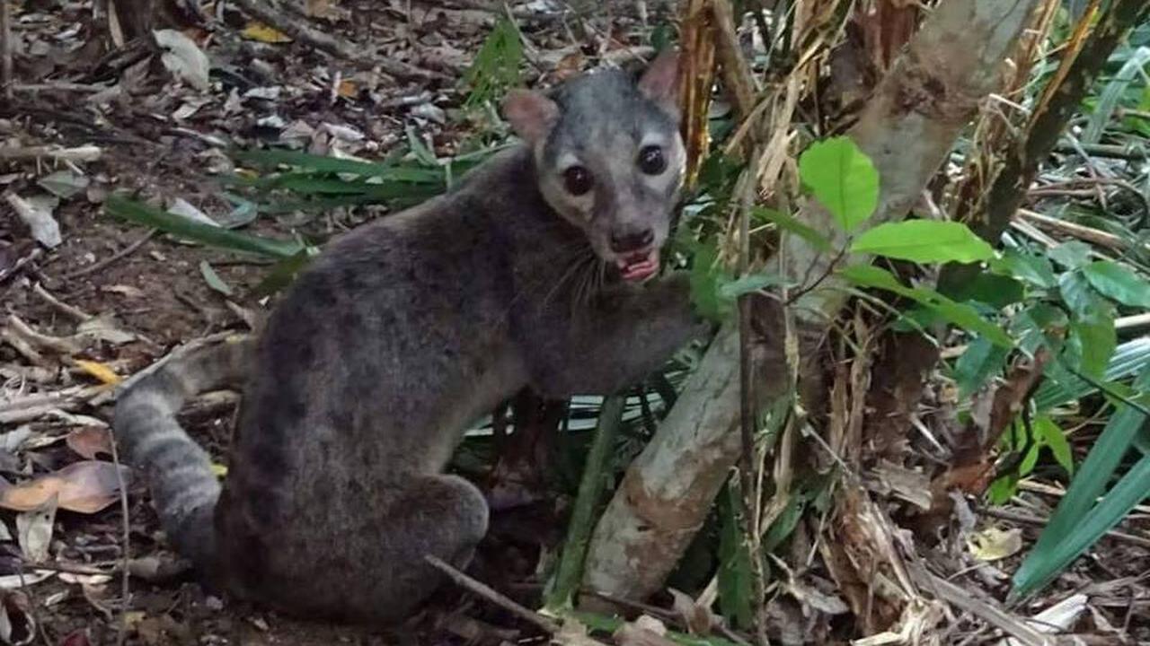 10 Jenis Musang di Indonesia yang Unik dan Langka