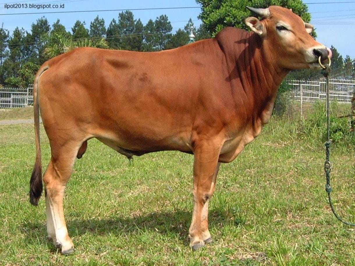 3 Hal yang Menyebabkan Penurunan Kualitas Daging Sapi: Kenali ... 3 Hal yang Menyebabkan Penurunan Kualitas Daging Sapi: Kenali ...