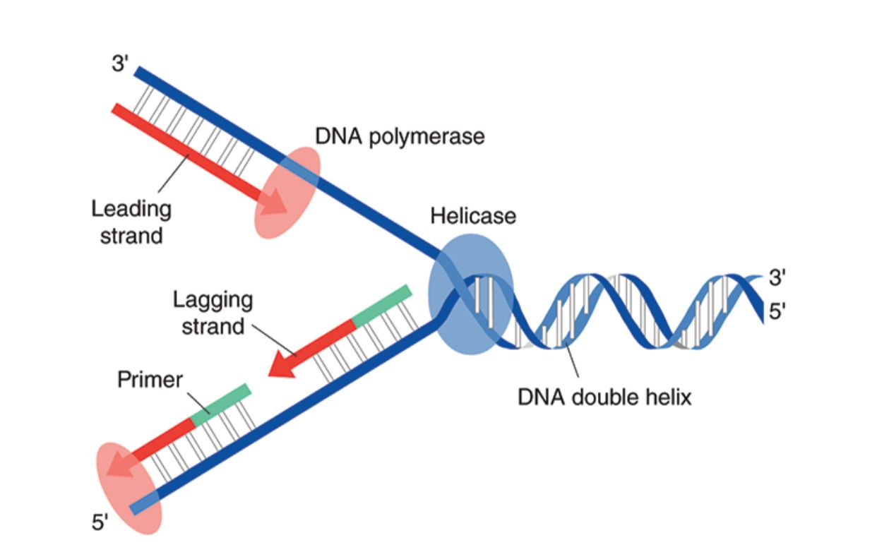 5 Langkah Replikasi DNA: Memahami Proses Biologis yang Penting