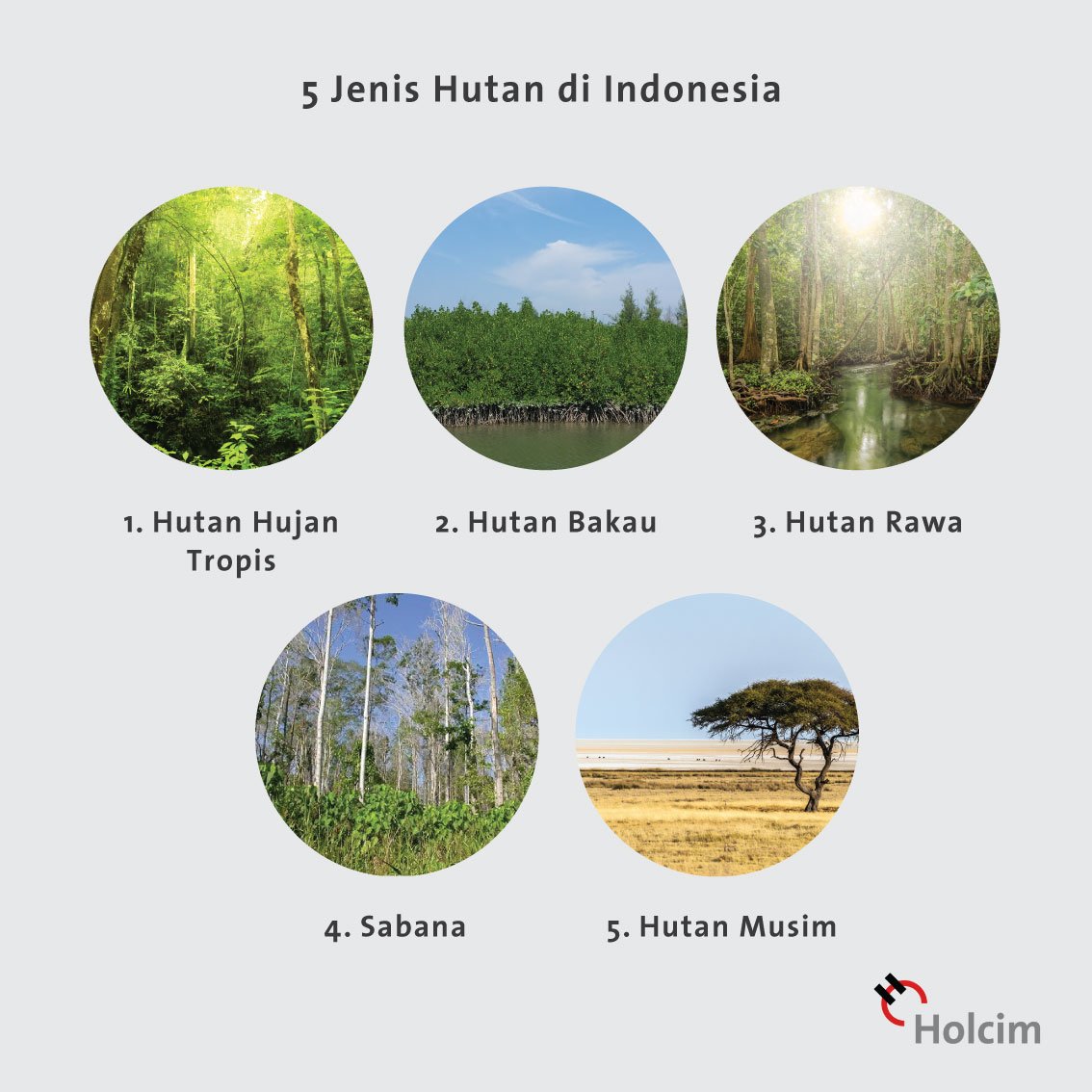 10 Jenis Pohon yang Ada di Hutan Mangrove: Keajaiban Alam yang Perlu ...