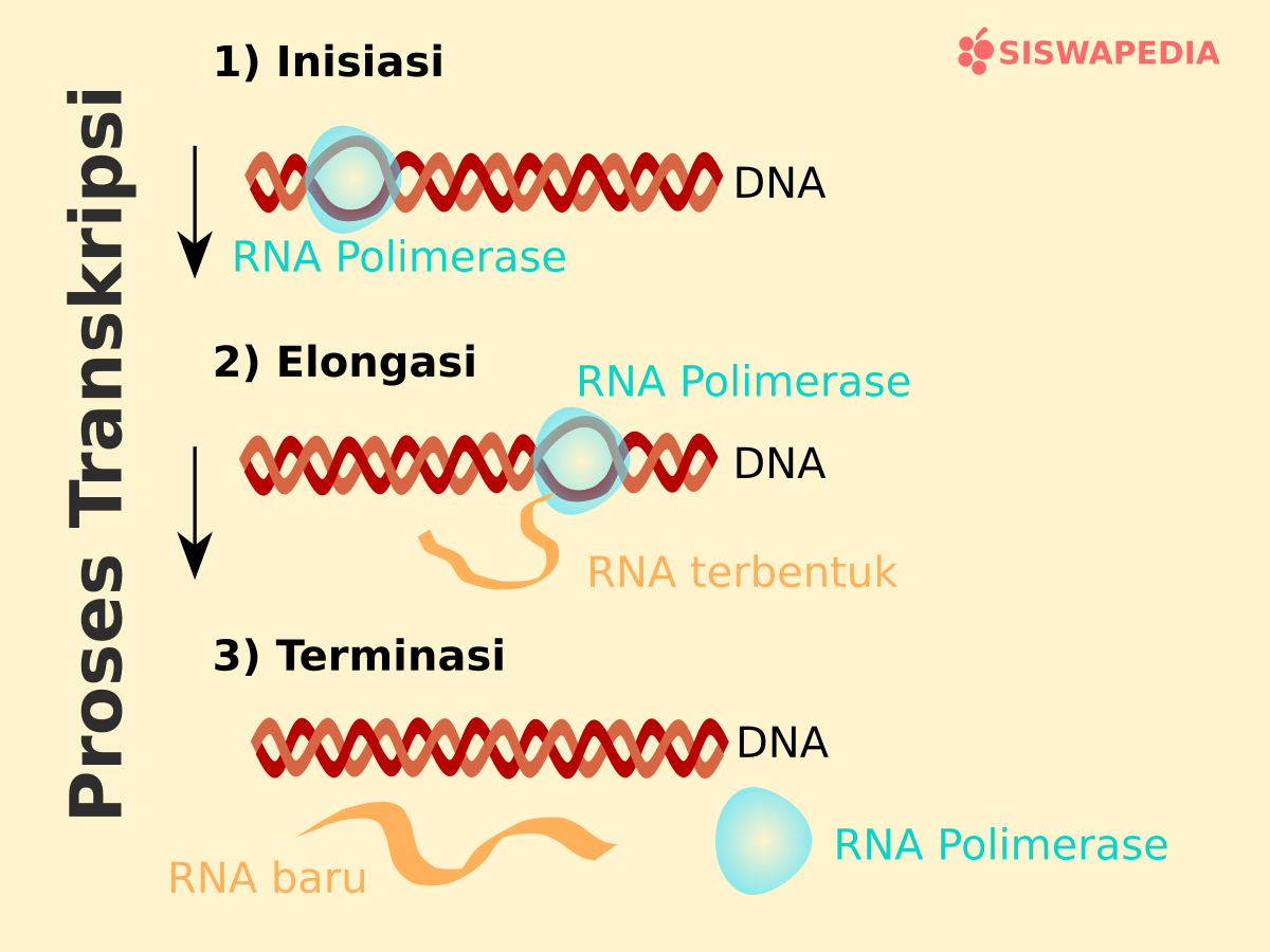 5 Langkah Urutan Sintesis Protein: Memahami Proses Penting dalam ...