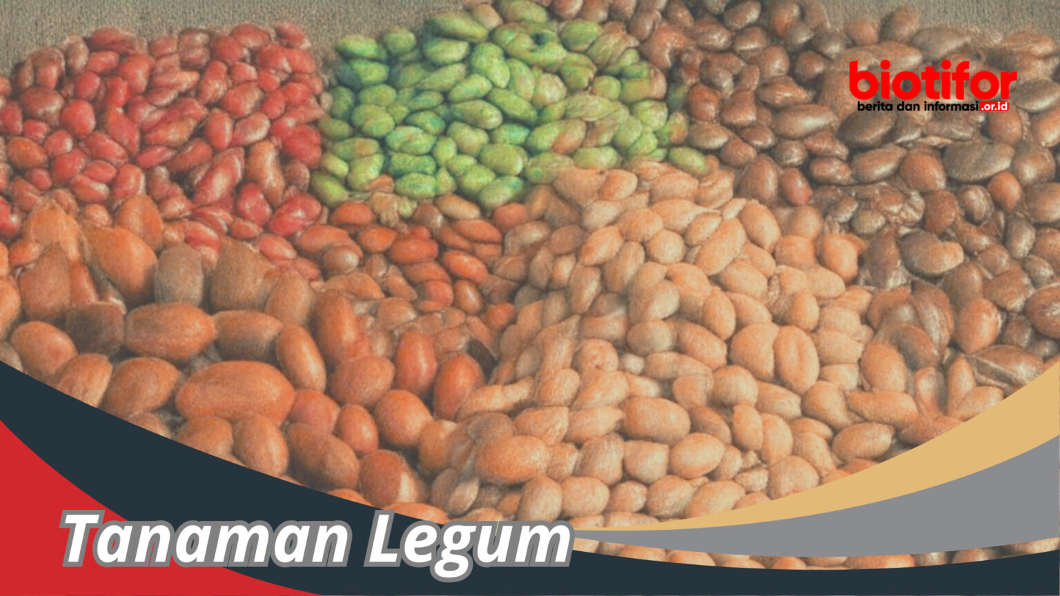 10 Macam Legum yang Menyehatkan dan Mudah Ditemukan di Indonesia