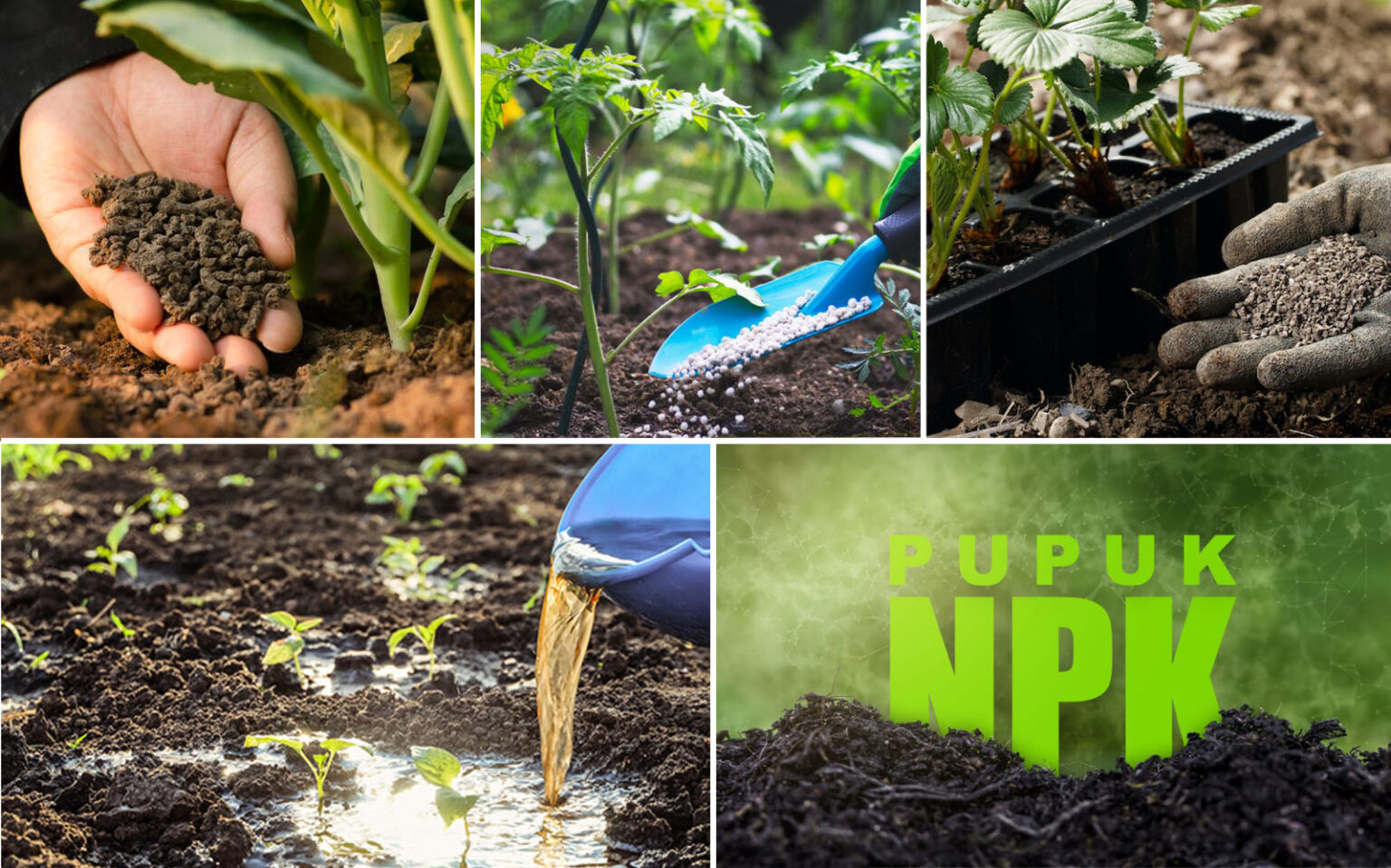 10 Jenis Pupuk dan Cara Pengaplikasiannya: Panduan untuk Petani