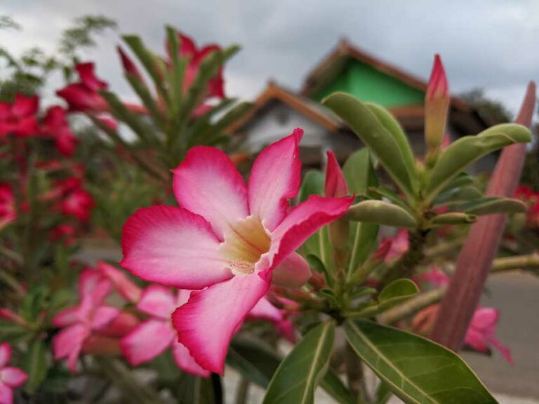 10 Jenis Tanaman Adenium dan Manfaatnya: Keindahan yang Menguntungkan