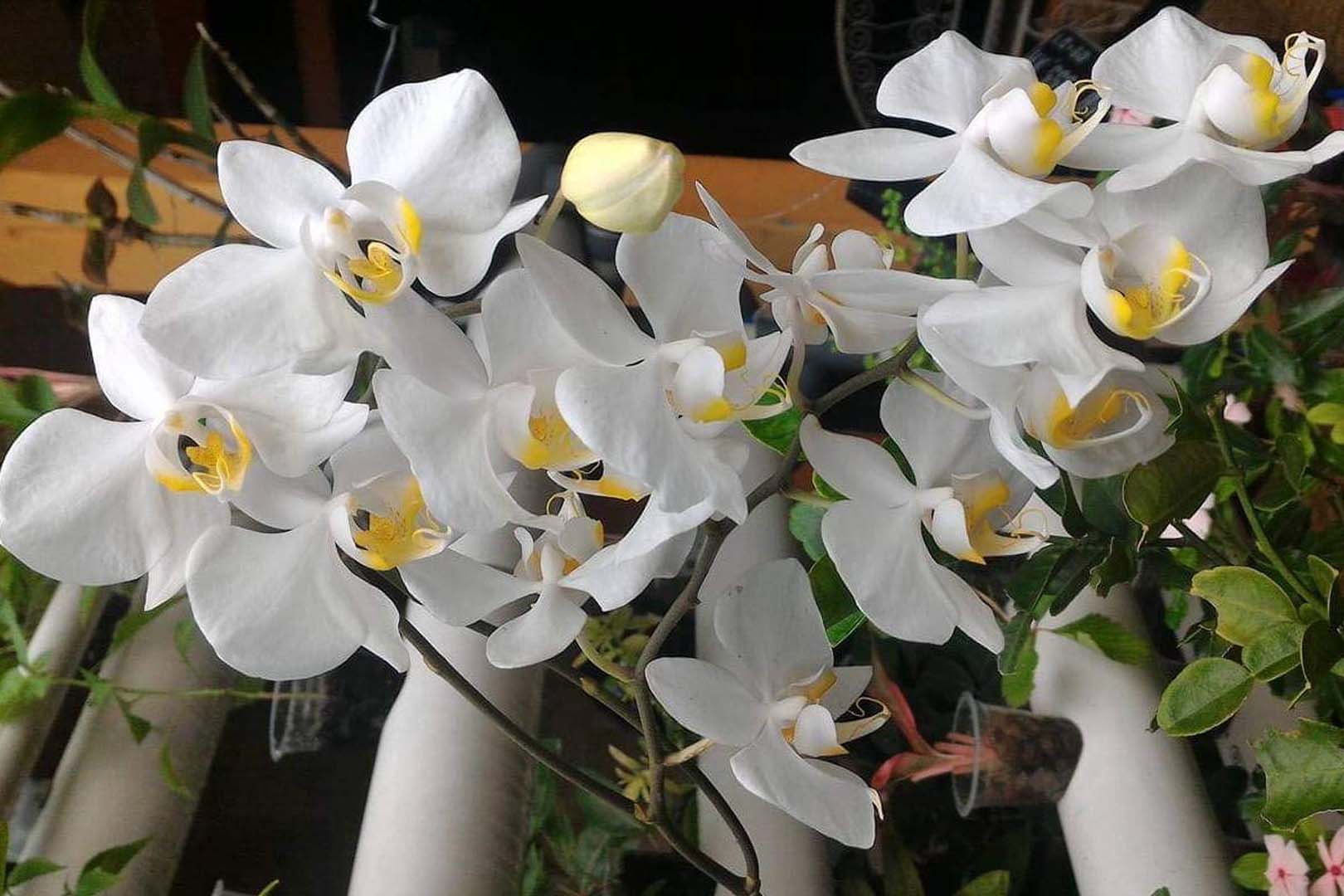 10 Jenis Bunga Anggrek: Keindahan yang Memikat Mata dan Hati