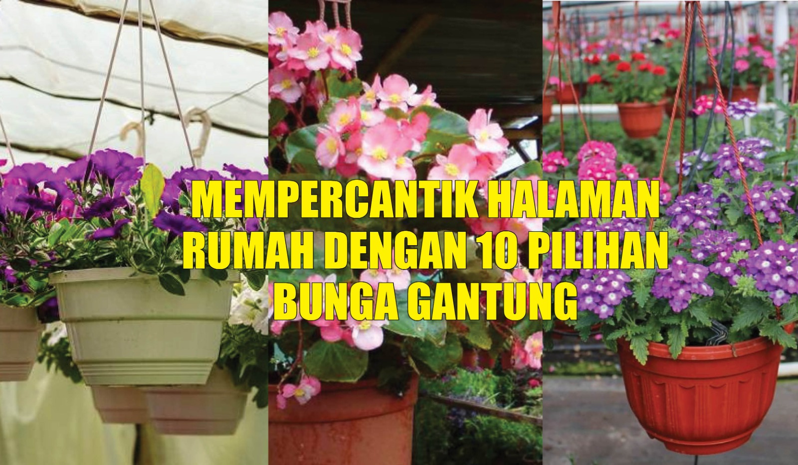 10 Jenis Bunga Gantung yang Mempercantik Halaman Rumahmu