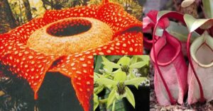 10 Macam Flora Beserta Penjelasannya: Keanekaragaman Tumbuhan yang ...
