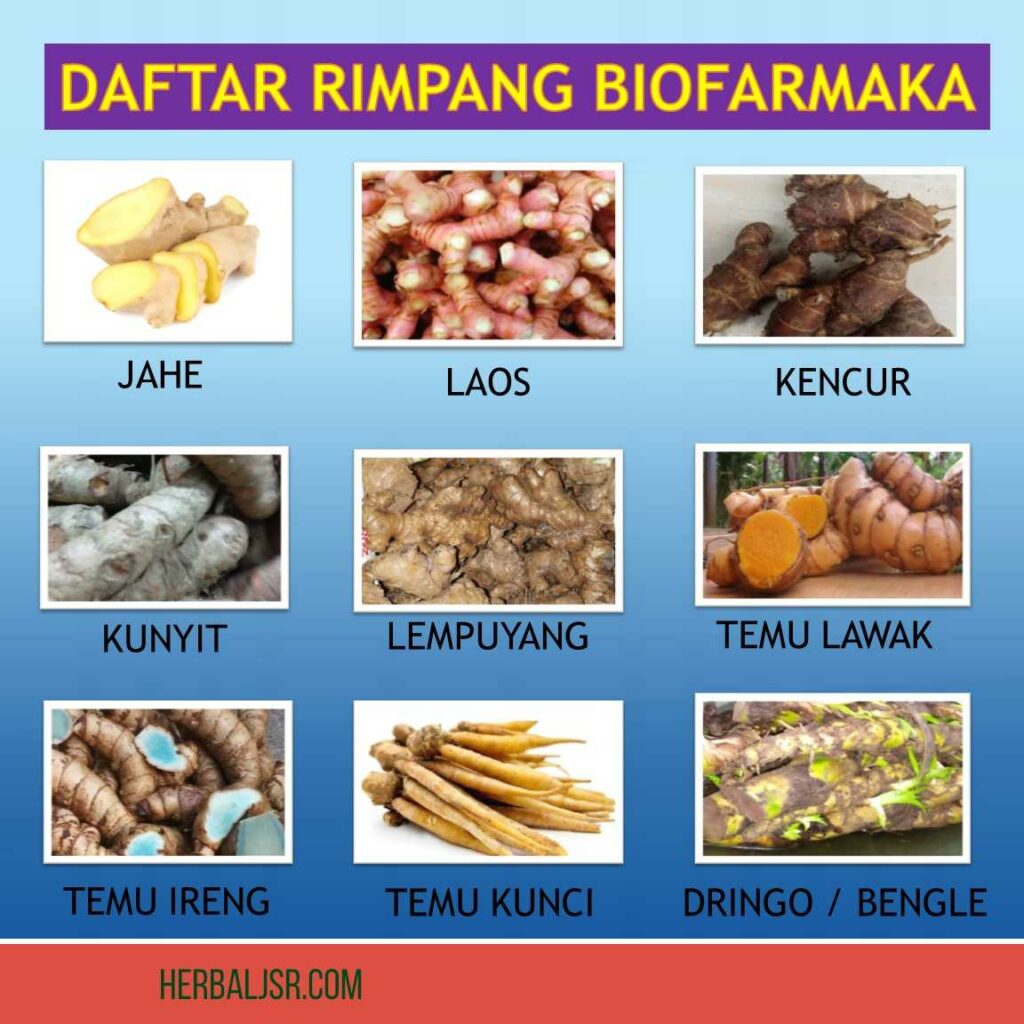 10 Jenis Rimpang dan Kegunaannya: Solusi Alami untuk Kesehatan