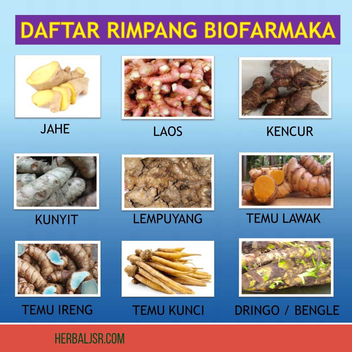10 Jenis Tanaman Obat Terlaris di Dunia: Populer dan Berkhasiat