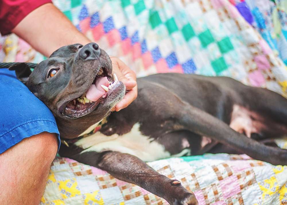 10 Jenis Anjing Paling Berbahaya di Dunia yang Harus Diwaspadai