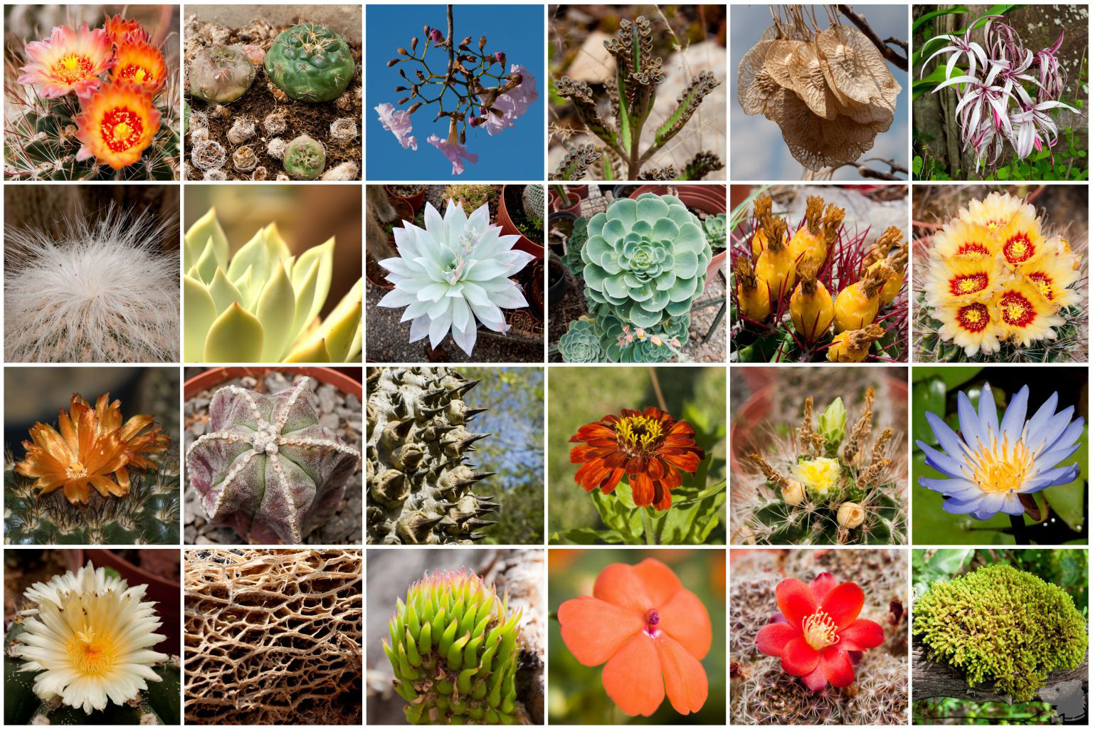 10 Jenis Tanaman dan Nama Ilmiahnya: Mengenal Flora dengan Lebih Dekat