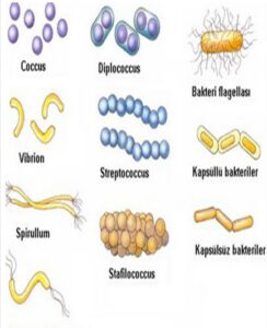 10 Macam Bakteri yang Paling Sering Dijumpai dan Fungsinya