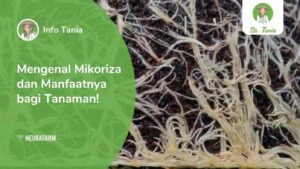 10 Jenis Mikoriza Lengkap: Mengenal Akar yang Menguntungkan Tanaman