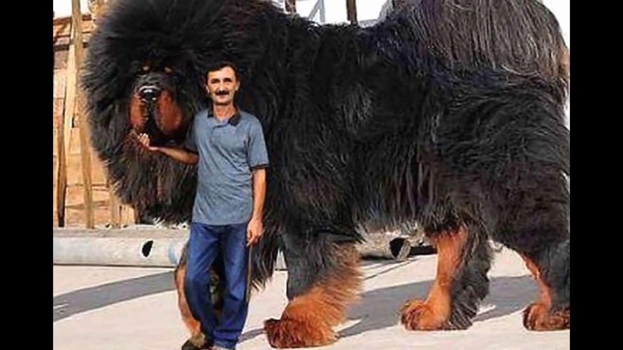 Mengungkap 10 Jenis Anjing Terbesar di Dunia yang Mengagumkan