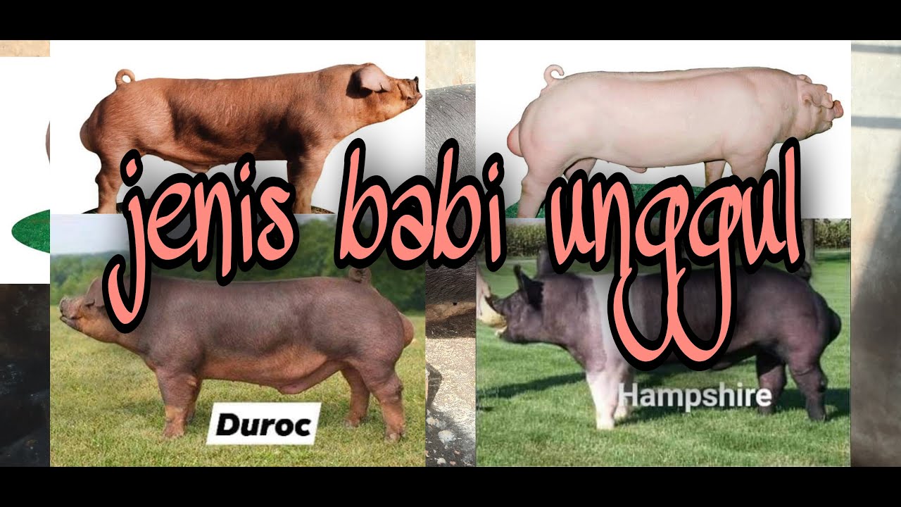 10 Jenis Babi Impor yang Banyak Dibudidayakan di Indonesia