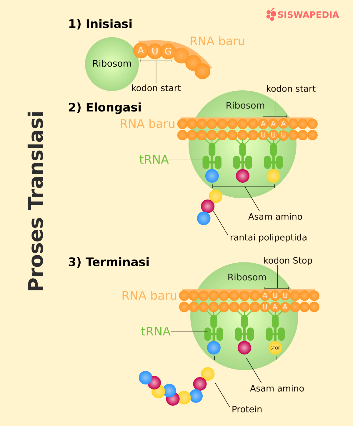 5 Langkah Sintesis Protein: Proses Kritis dalam Biologi Sel